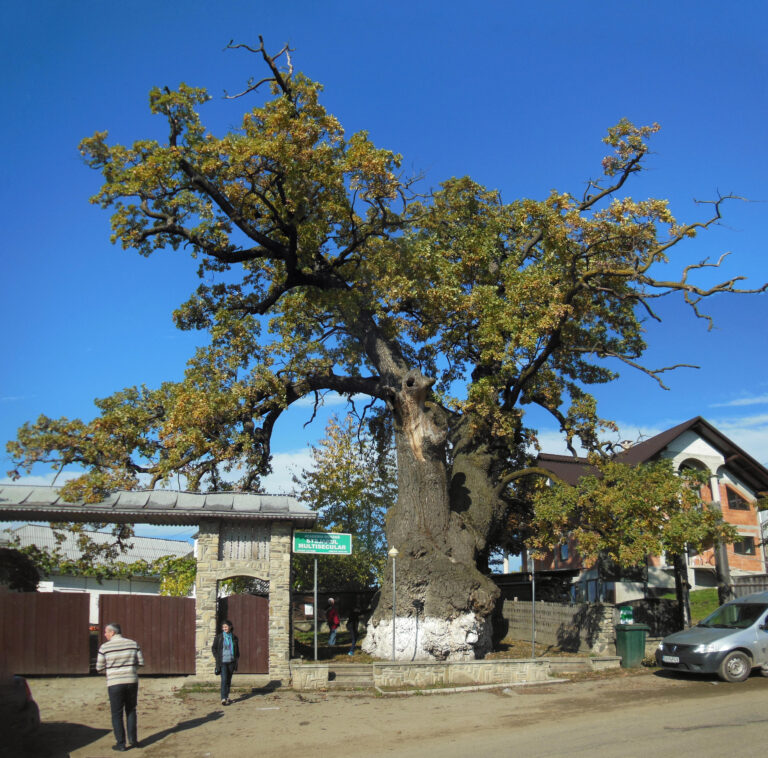 Webcam Partia Soimul Gura Humorului - Webcam Romania