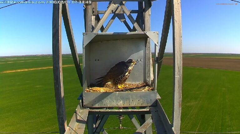 Webcam Sinaia cota 1400 live - Camere live partii de schi Sinaia