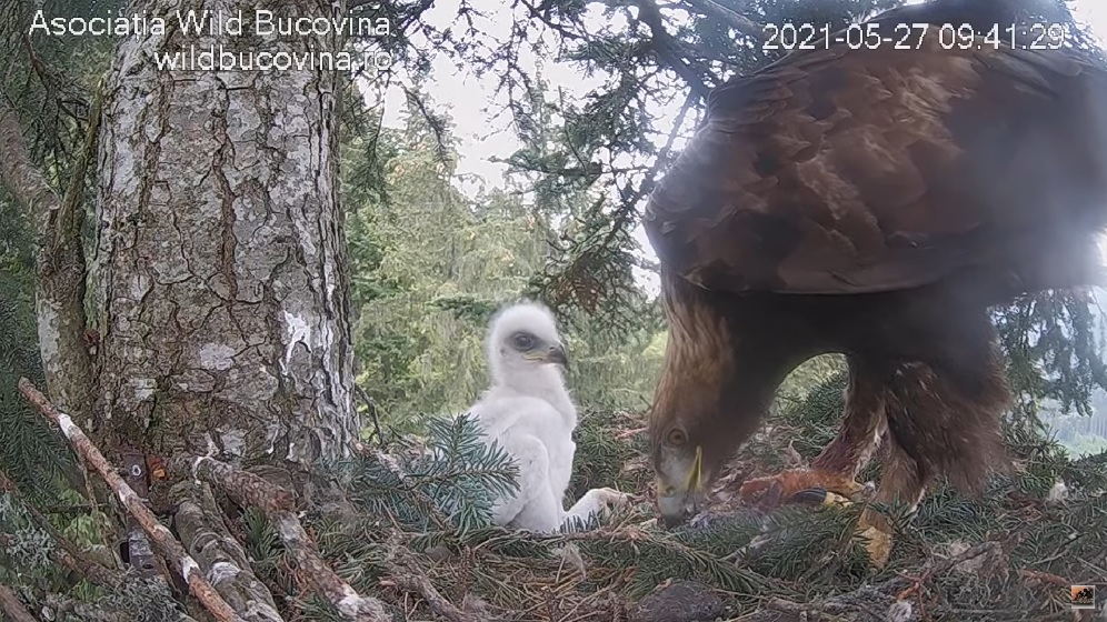 Webcam Acvila de Munte – Urmărește Păsările Răpitoare Live