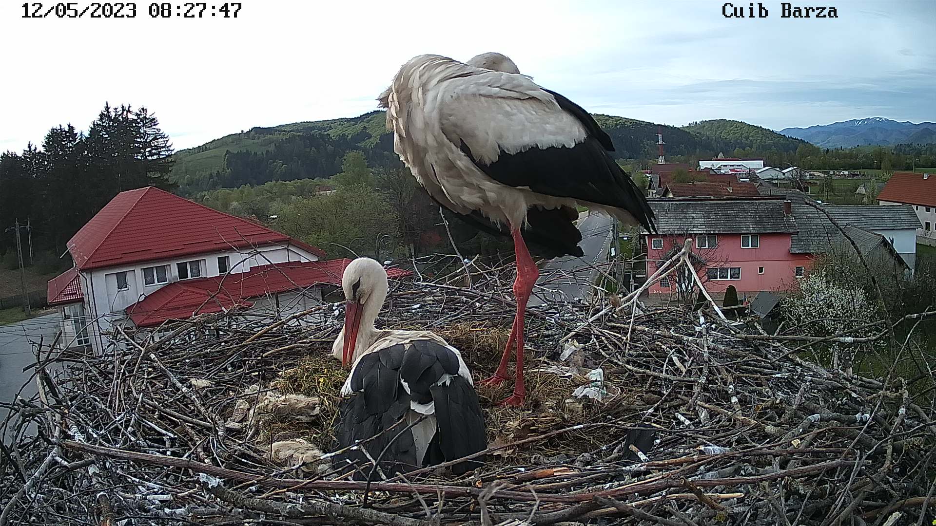 Webcam Live Cuib Barza - Imagini Live Cuib, Barza Bradet