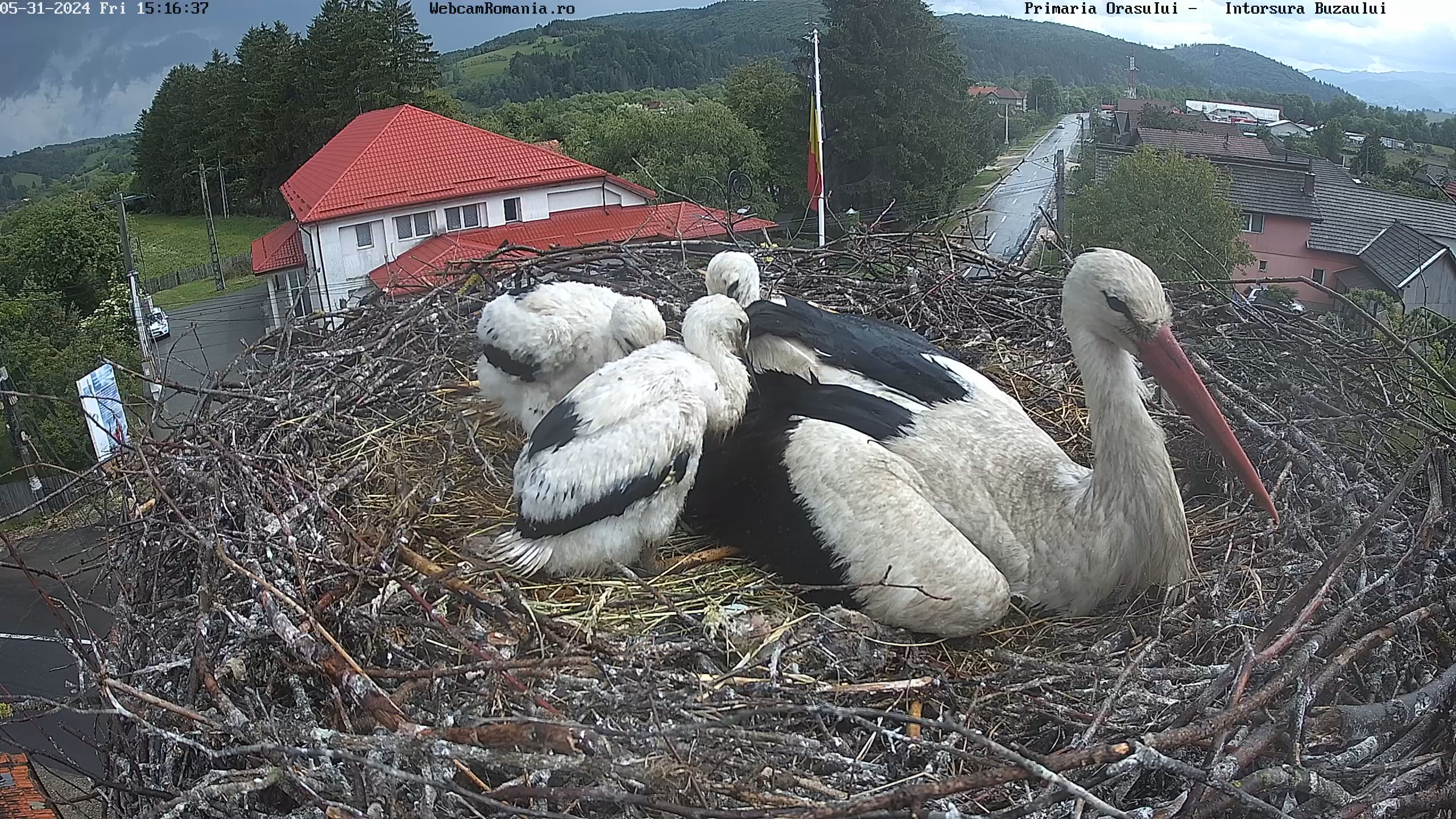Webcam Cuib Barza - Imagini Live Cuib, Barza Bradet