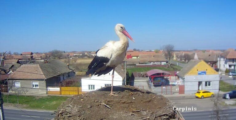 Webcam Partia Rarau live - Camere live partii de schi