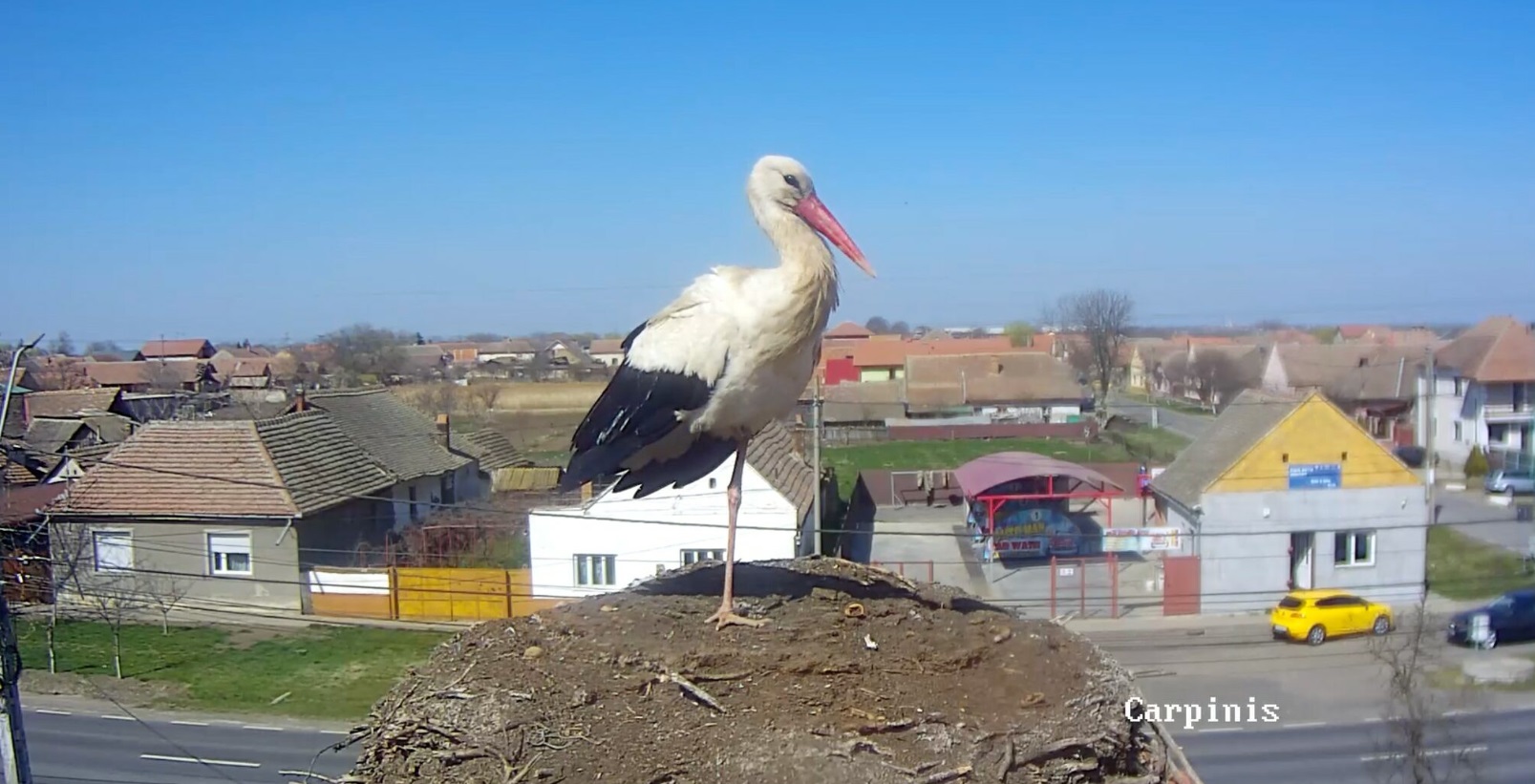 Webcam Live Barza Alba - Imagini cu Familia de Berze din Cărpiniş