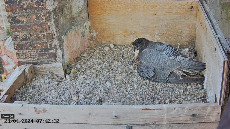 Webcam Partia Albastra 1 Marisel - Webcam Romania