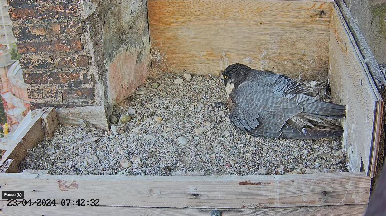 Webcam Live Cuib de Vânturei - Imagini in Direct